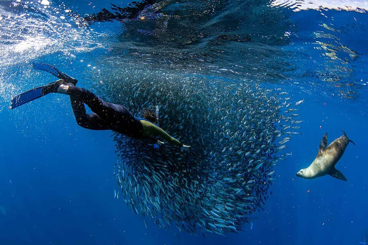 Sardine Run | World's greatest wildlife spectacles | Bucket List Travels